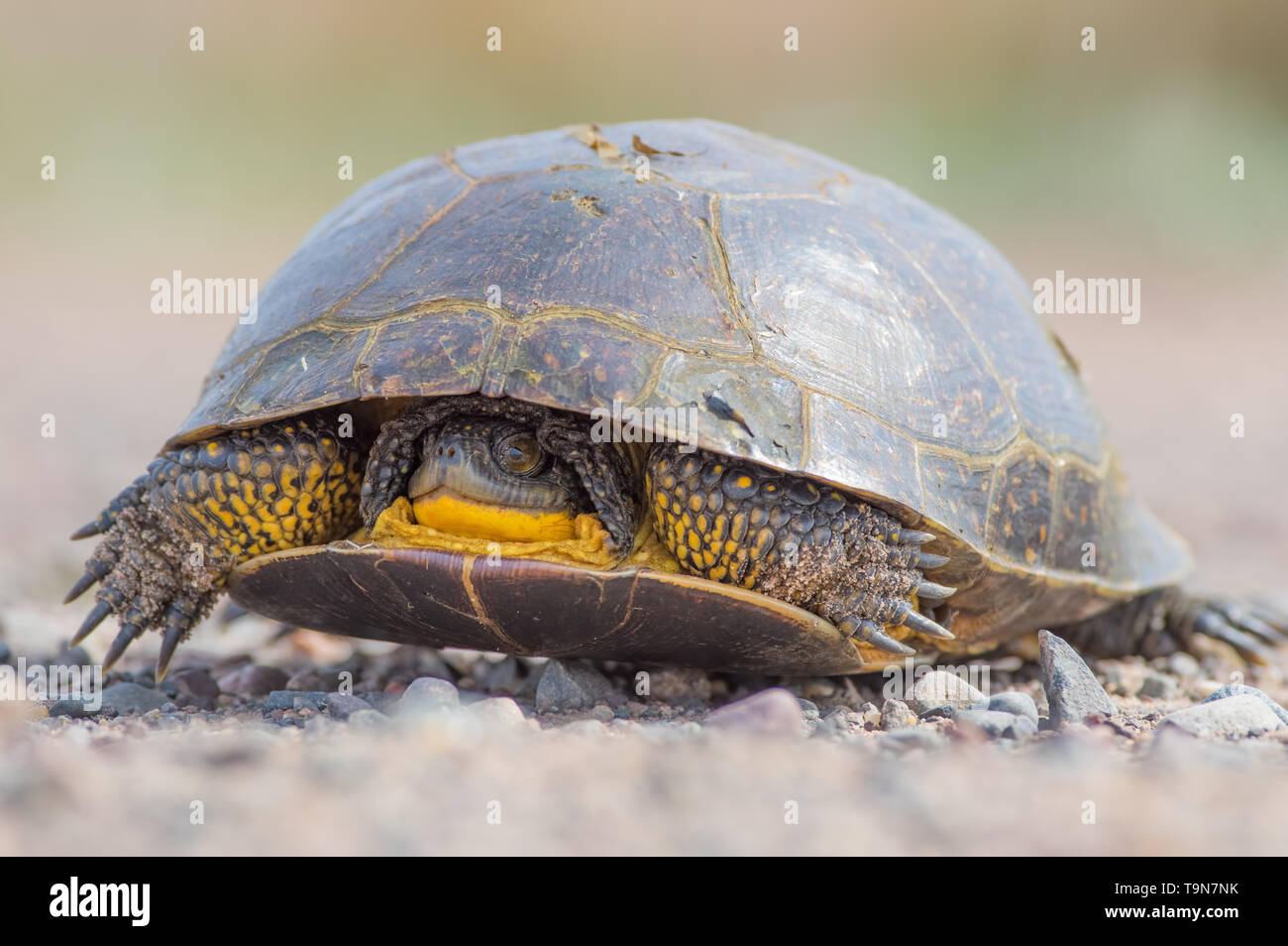 Blanding's turtle hi-res stock photography and images - Alamy