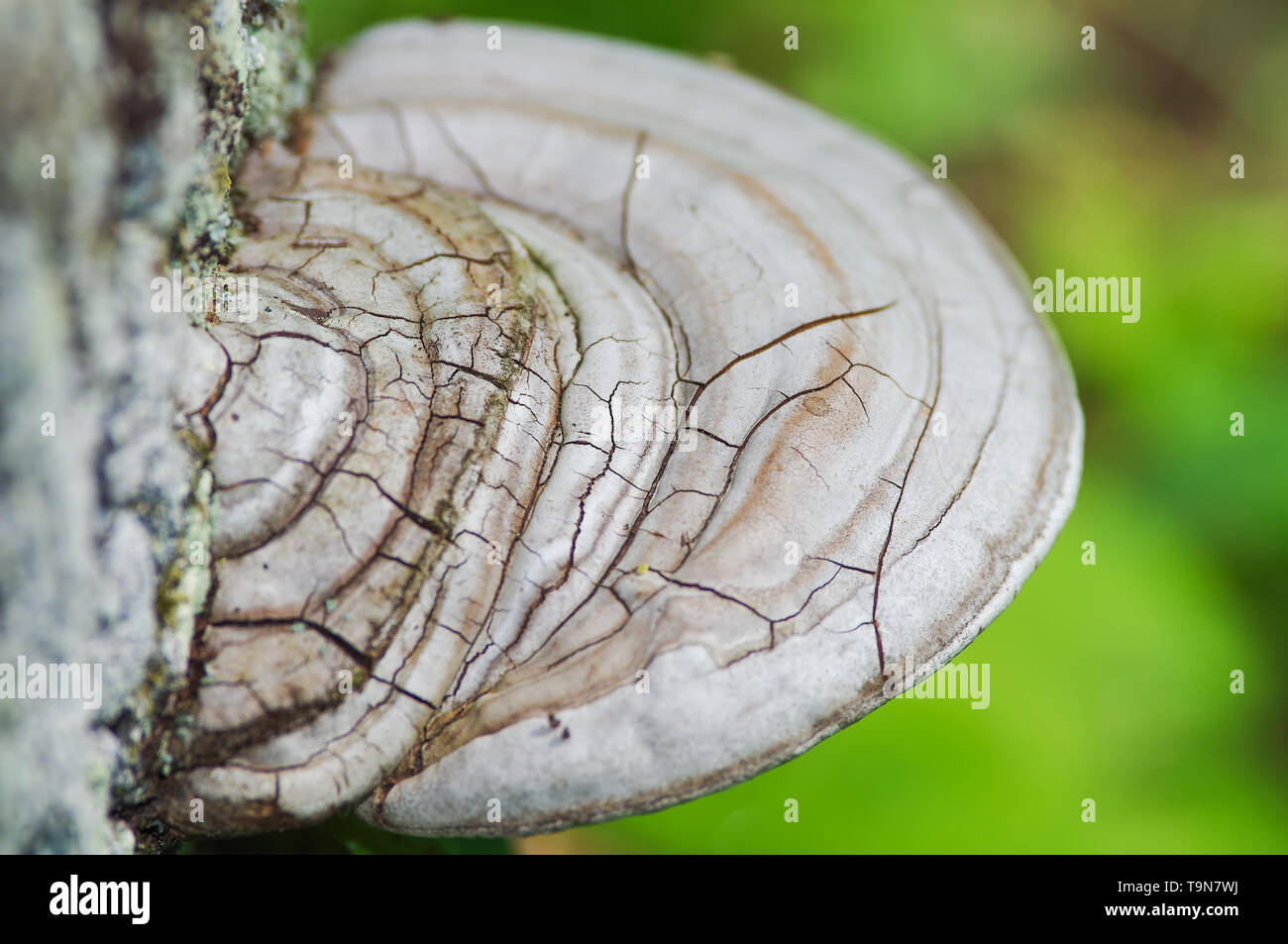 Leaf structure and decomposition hi-res stock photography and images ...