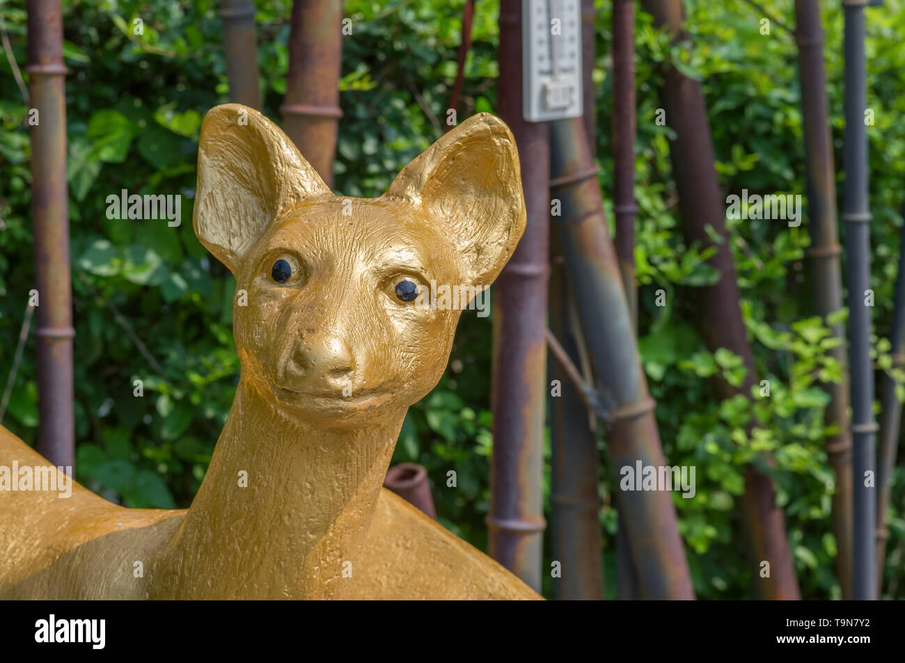 Korea dmz deer hi-res stock photography and images - Alamy