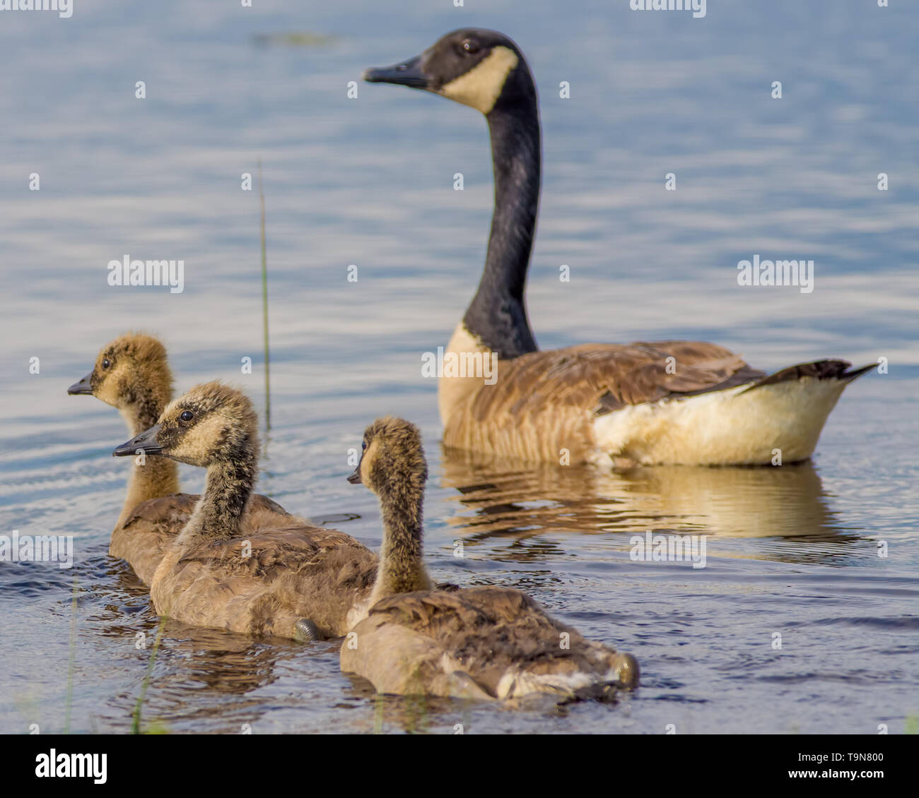 Canada goose and three goslings - Spring in the Crex Meadows Wildlife ...