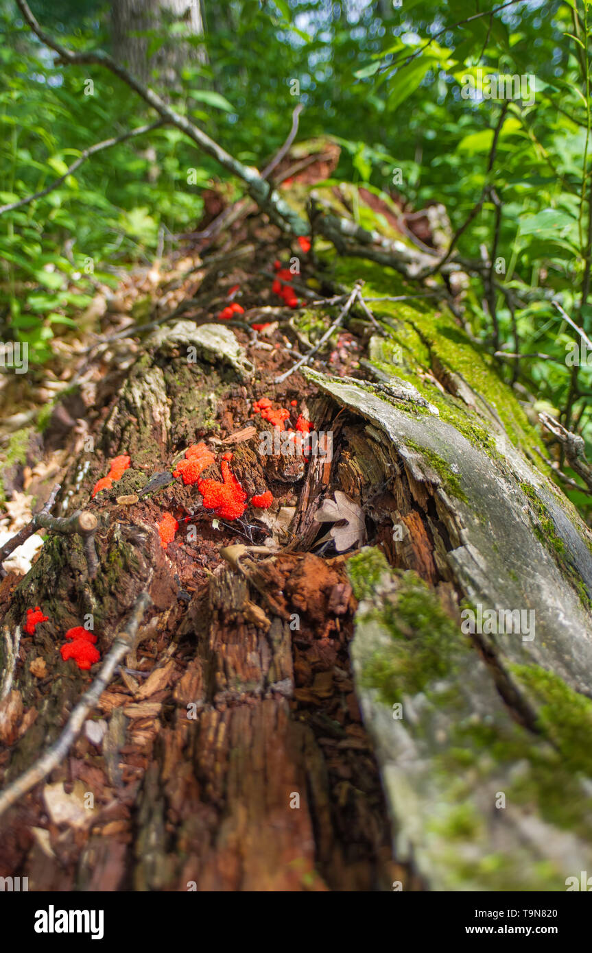 Decomposing tree hi-res stock photography and images - Alamy