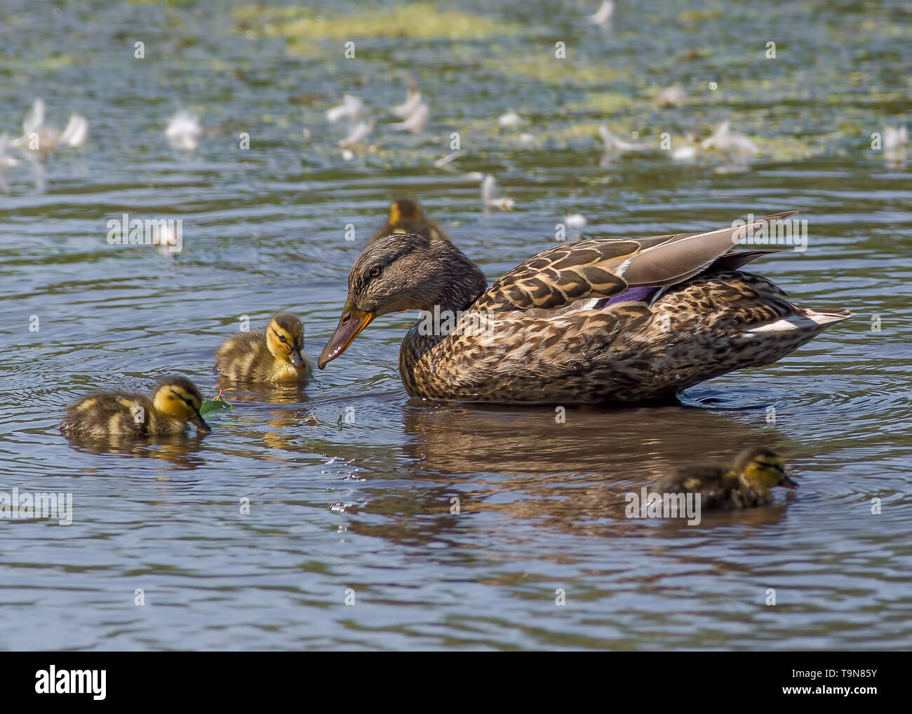 Mallard duck female and chicks in a wetland wildlife area in Minnesota ...