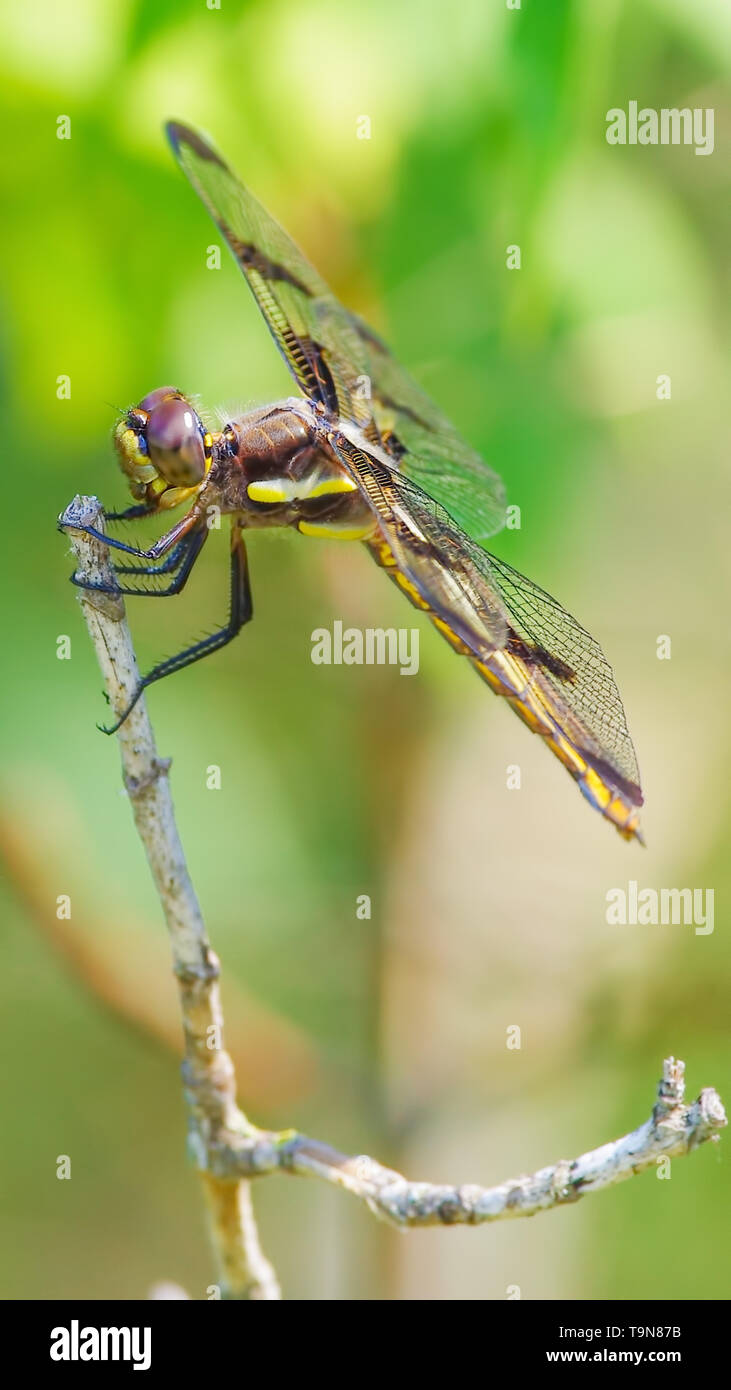 Wings and backside of a skimmer species (I believe) dragonfly - perched ...
