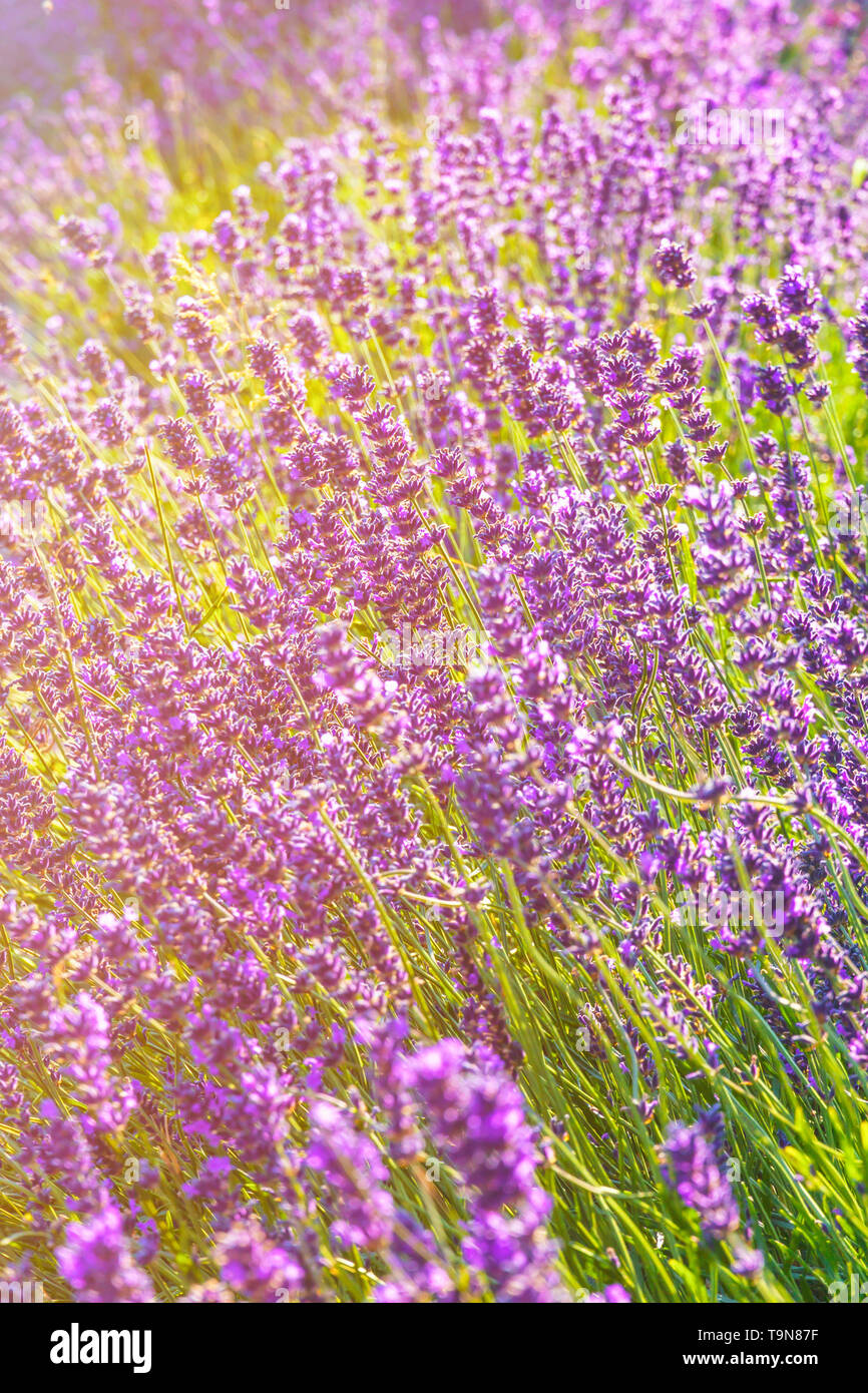 Lavender flowers at sunlight in a soft focus, pastel colors and blurred ...
