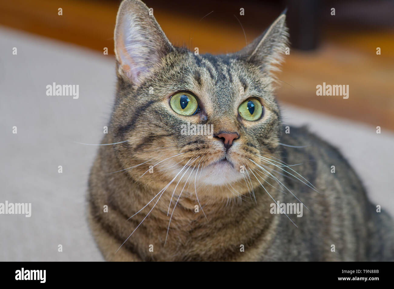 Cute cat portrait of a happy kitty Stock Photo - Alamy