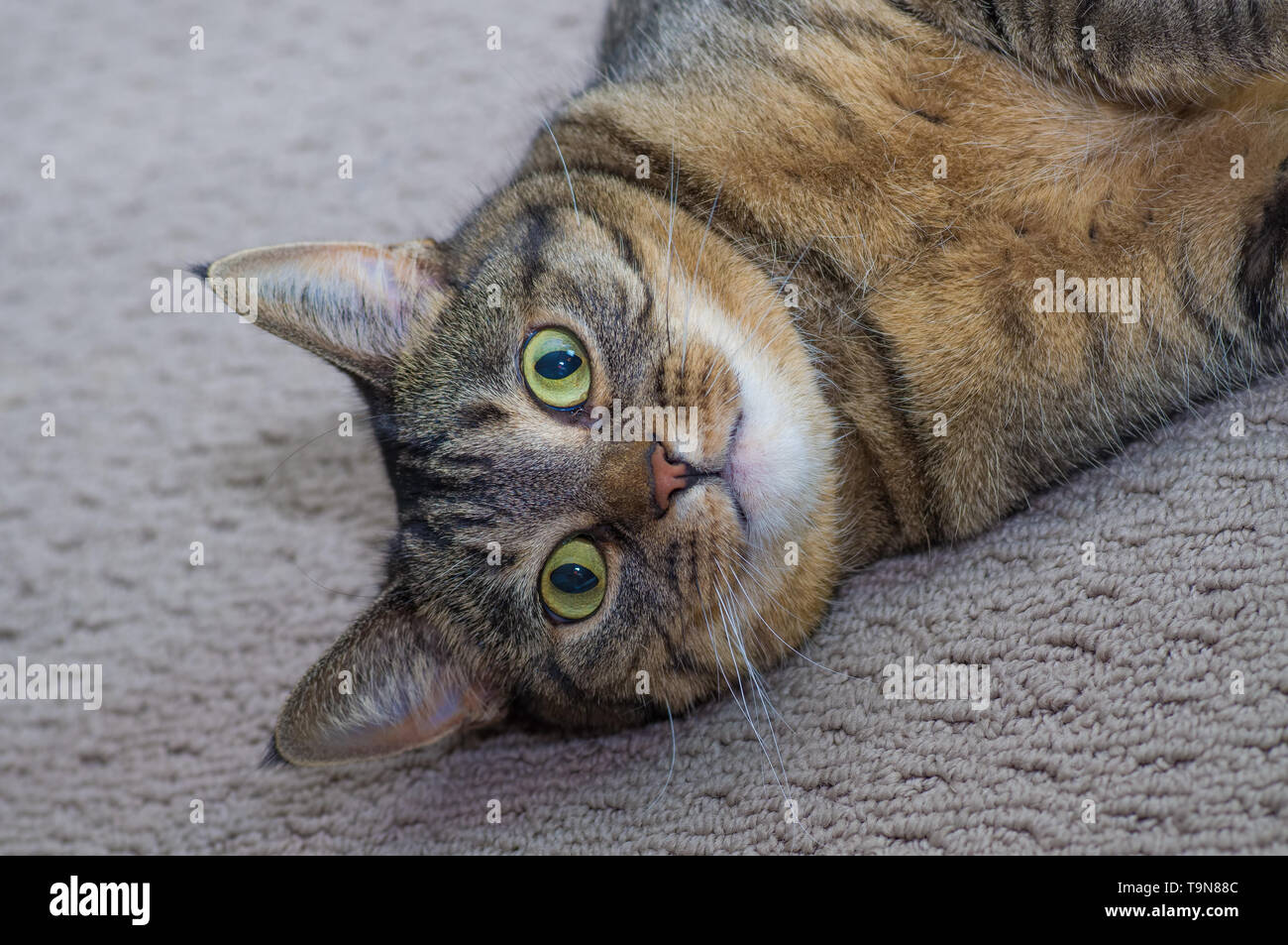 Cute cat portrait of a happy kitty Stock Photo - Alamy