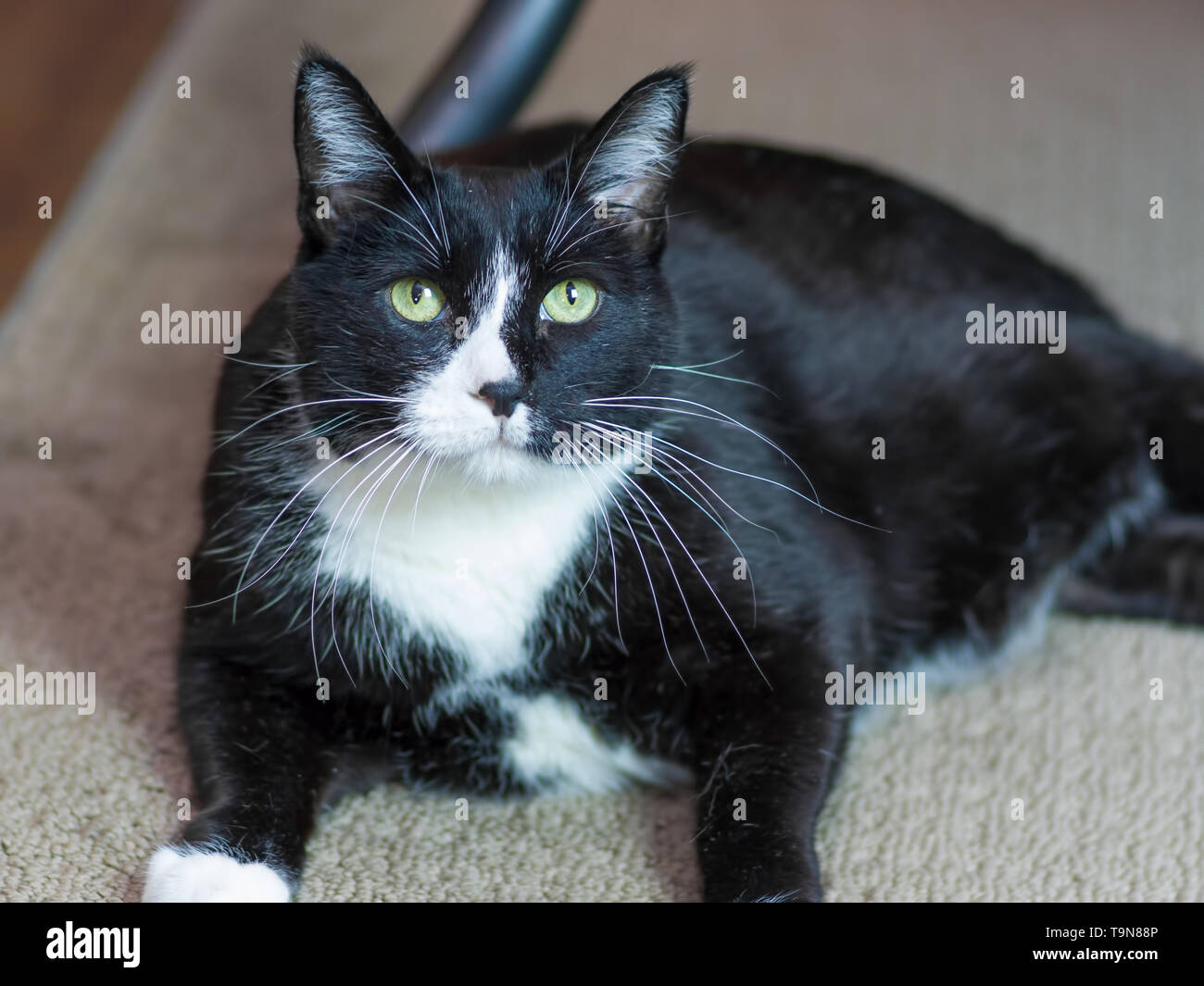 Happy kitty hi-res stock photography and images - Alamy