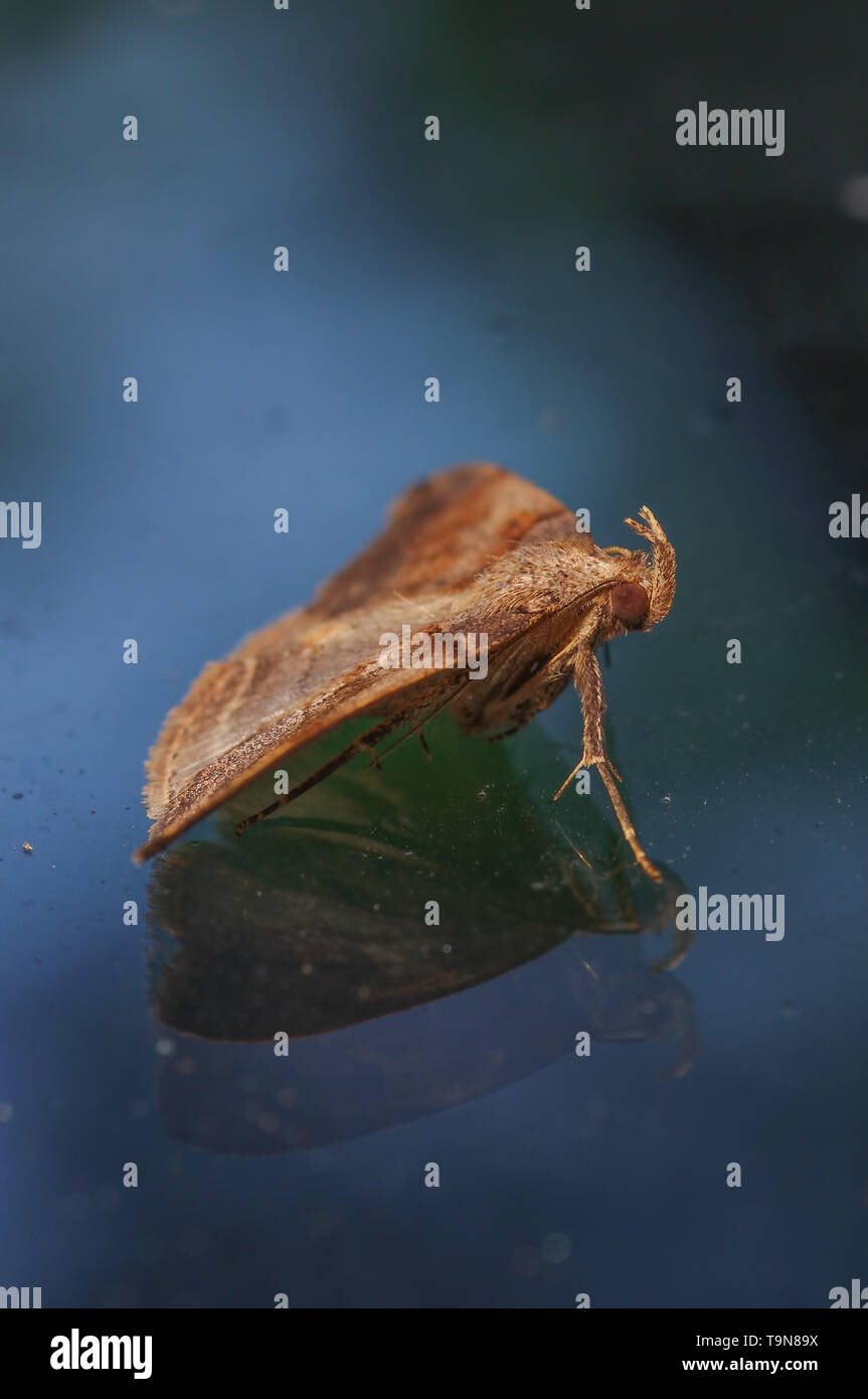 Extreme closeup of moth species on a car windshield (possibly a ...