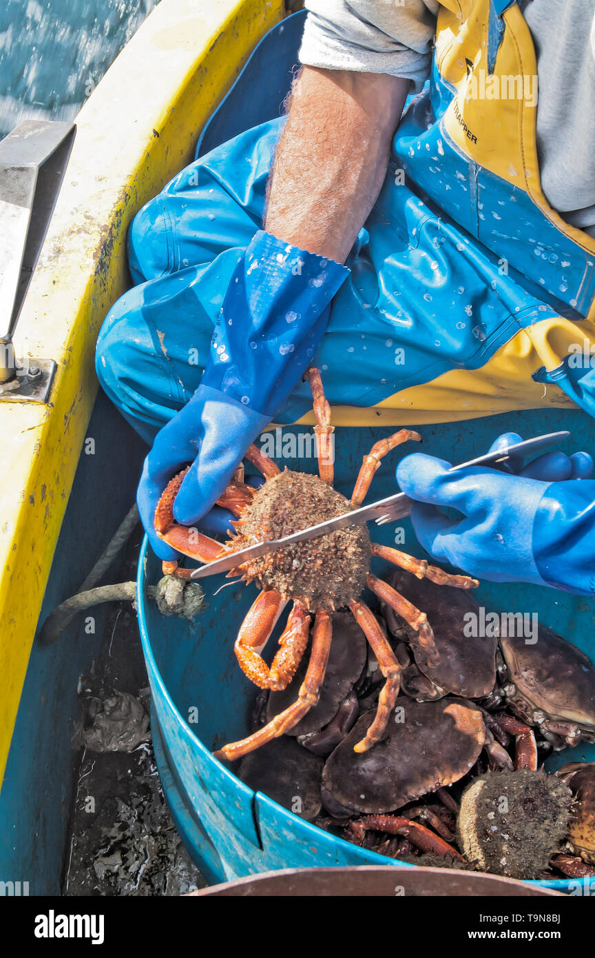 Sizing the crab for minimum size Stock Photo - Alamy