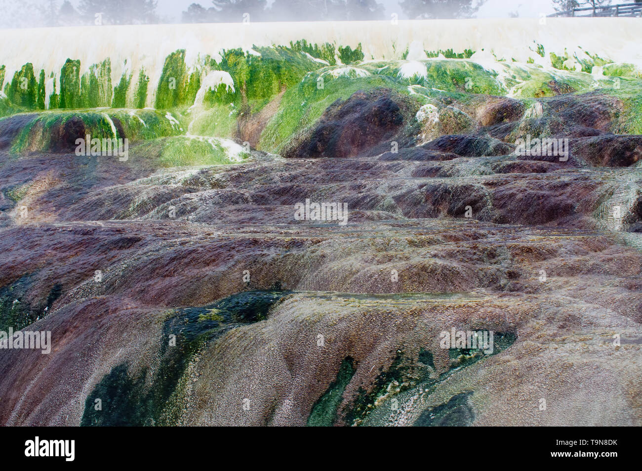 Mammoth hot springs terraces in the wintertime at Yellowstone National ...