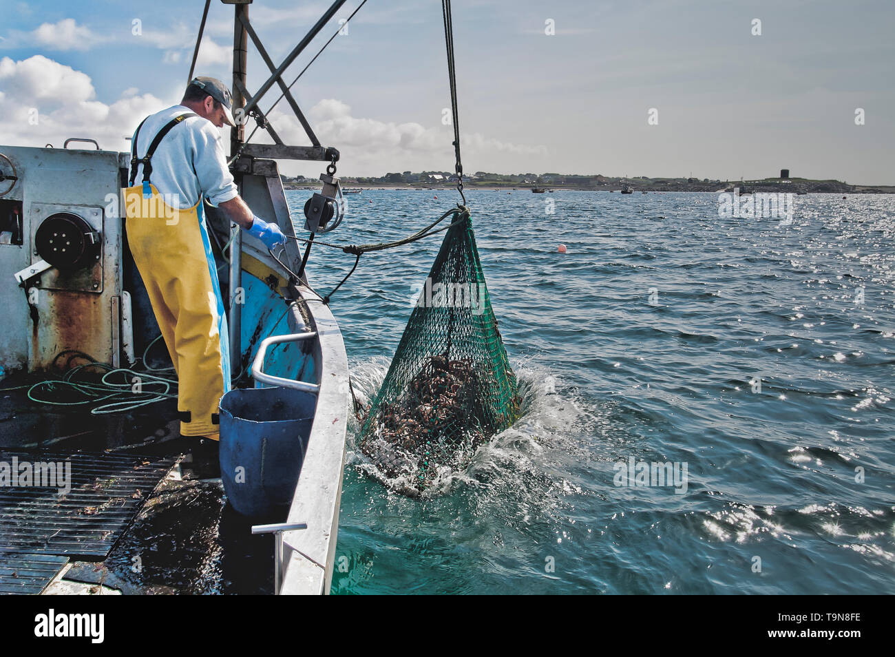 Bagging the days catch and placing into storage Stock Photo - Alamy