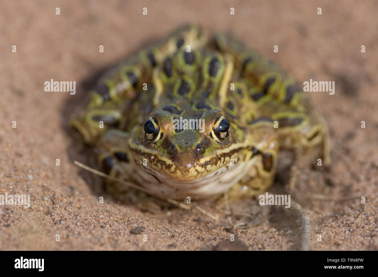 Common sand frog hi-res stock photography and images - Alamy