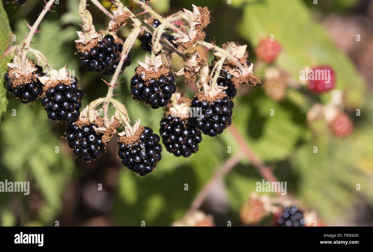 Blackberry on the vine hi-res stock photography and images - Alamy