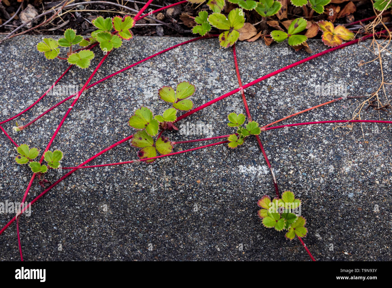 Red vine plant creeping over a concrete sidewalk in summer Stock Photo ...