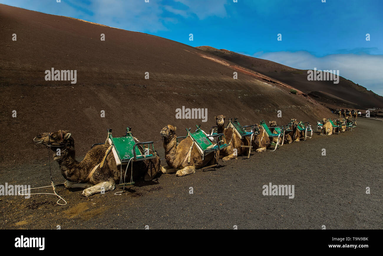 Caravan of animals hi-res stock photography and images - Alamy