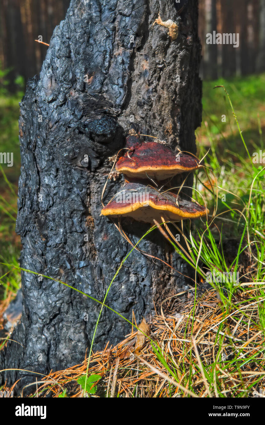 Pine Tree Trunk Fungus