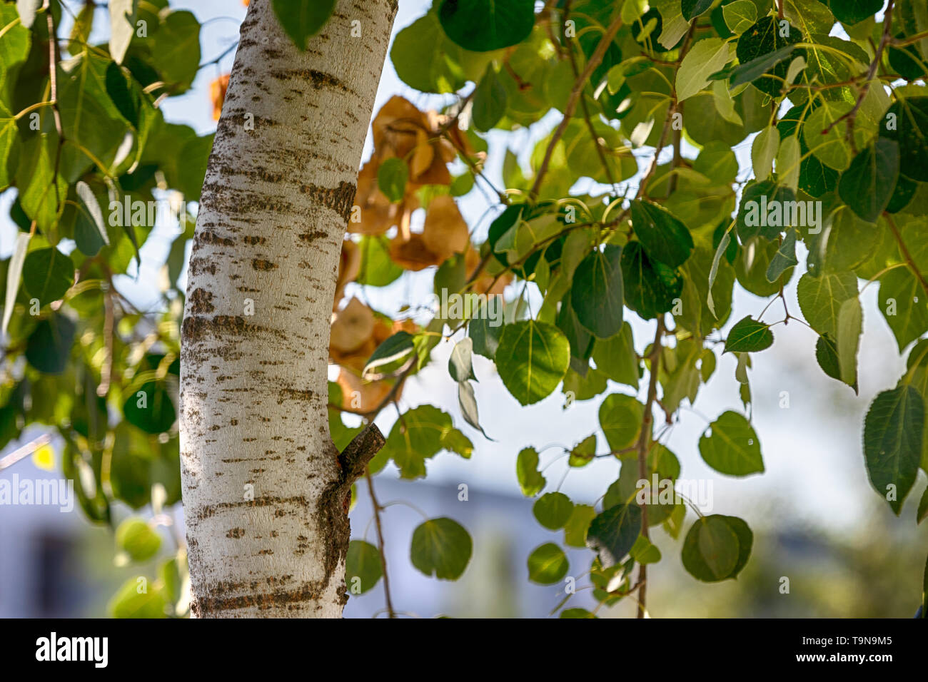 Bent tree trunk hi-res stock photography and images - Alamy