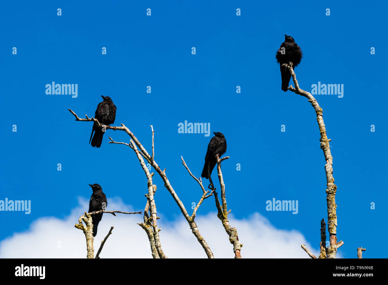 Murder of crows hi-res stock photography and images - Alamy