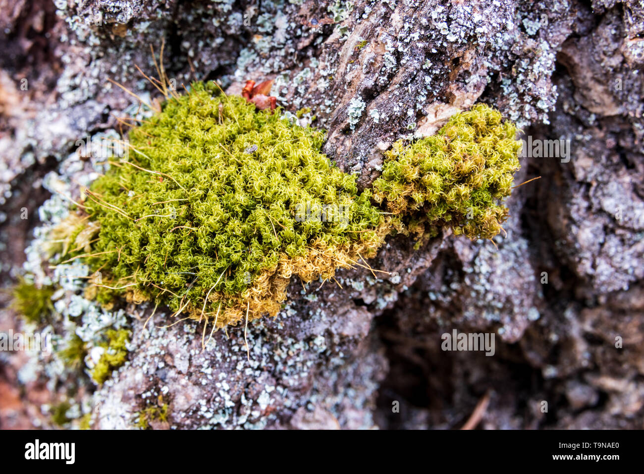 Old worn tree bark moss growing close up Stock Photo - Alamy