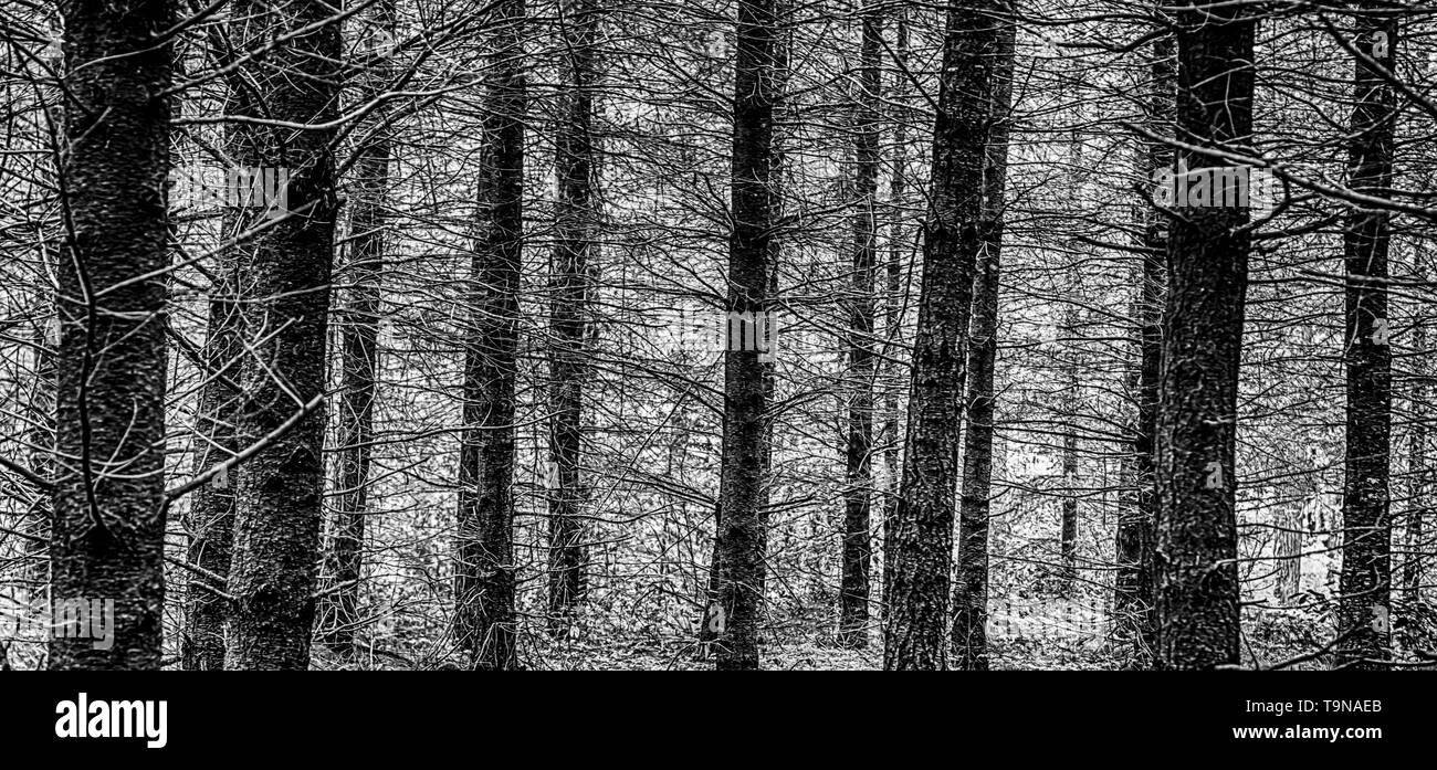 Black and White forest scene with high contrast and drama Stock Photo ...