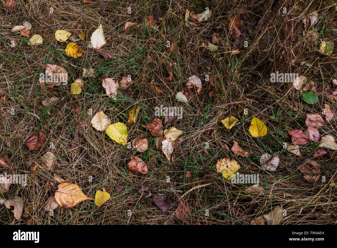 Tall dead grass hi-res stock photography and images - Alamy