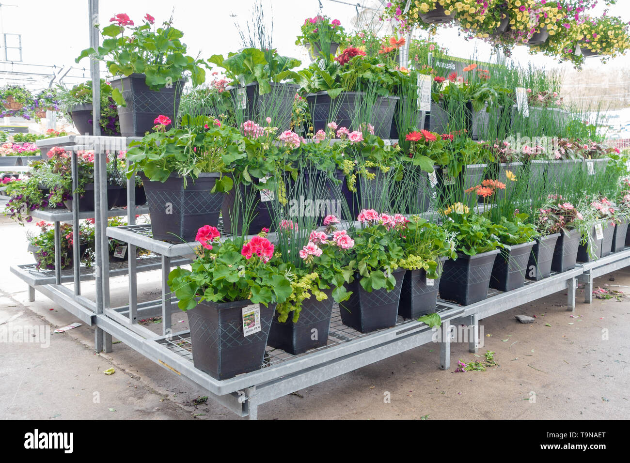 Colourful potted plants on display at a garden centre in May Stock ...