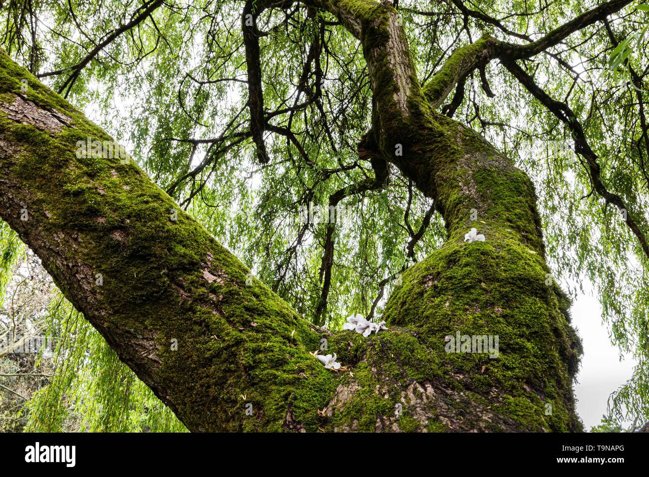 Looking up into branches hi-res stock photography and images - Alamy