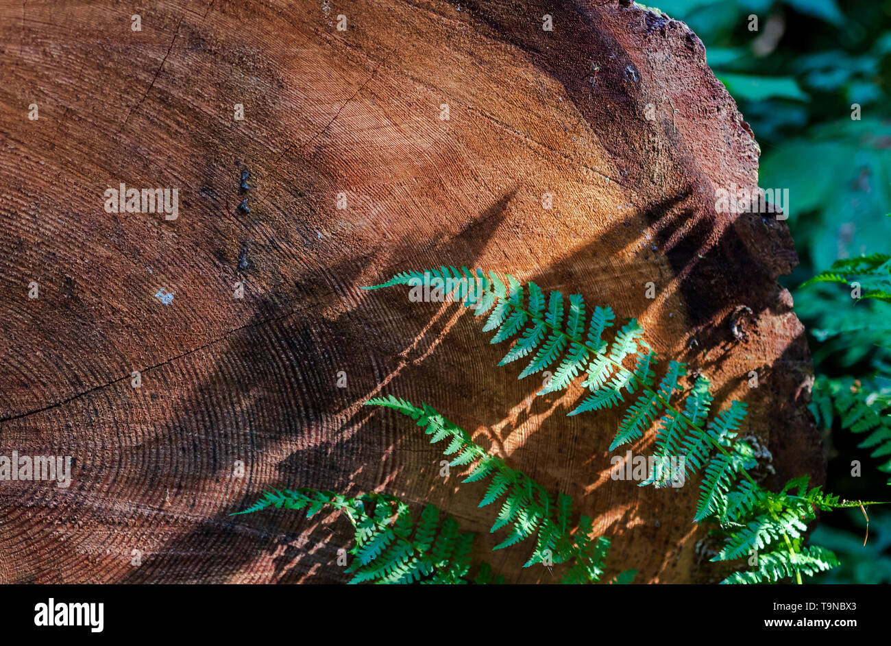 Old distressed tree ring cross section with detail and age Stock Photo ...