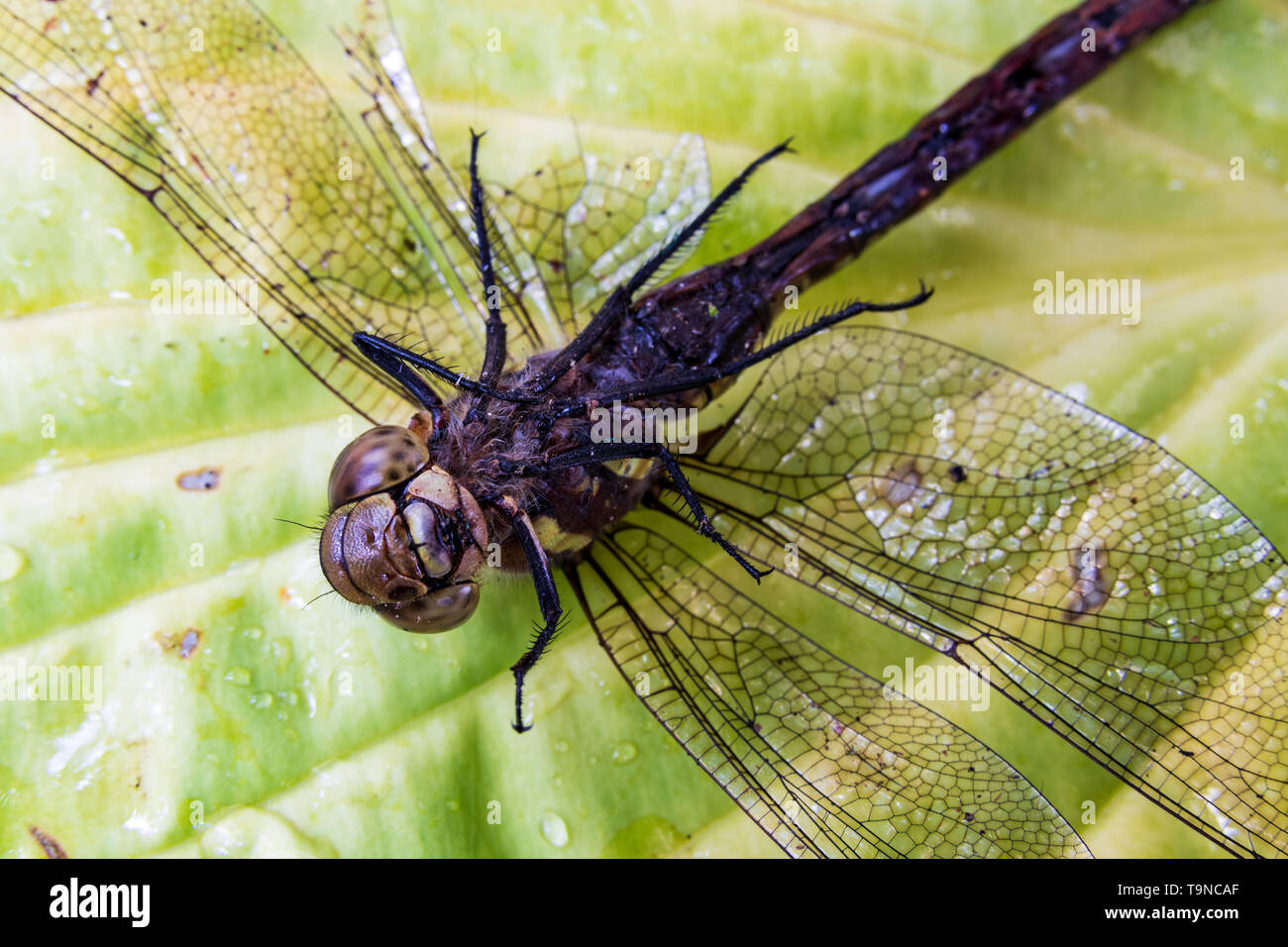 Dead dragonfly with broken legs lying upside down on a leaf Stock Photo ...