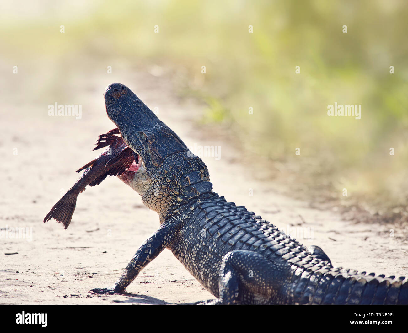 Alligator eating fish hi-res stock photography and images - Alamy