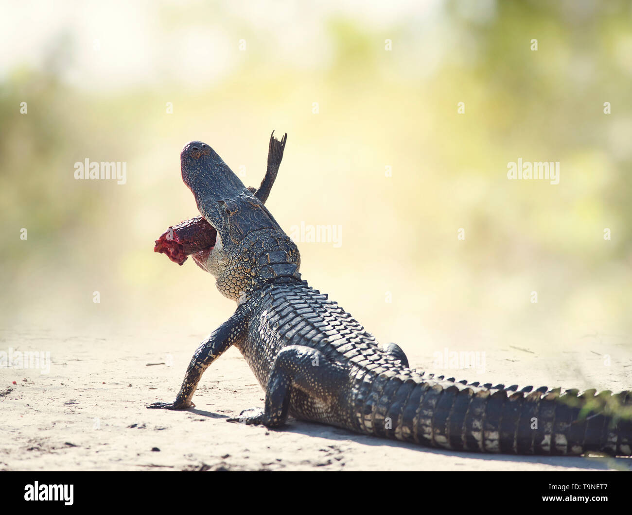 Alligator eating fish hi-res stock photography and images - Alamy