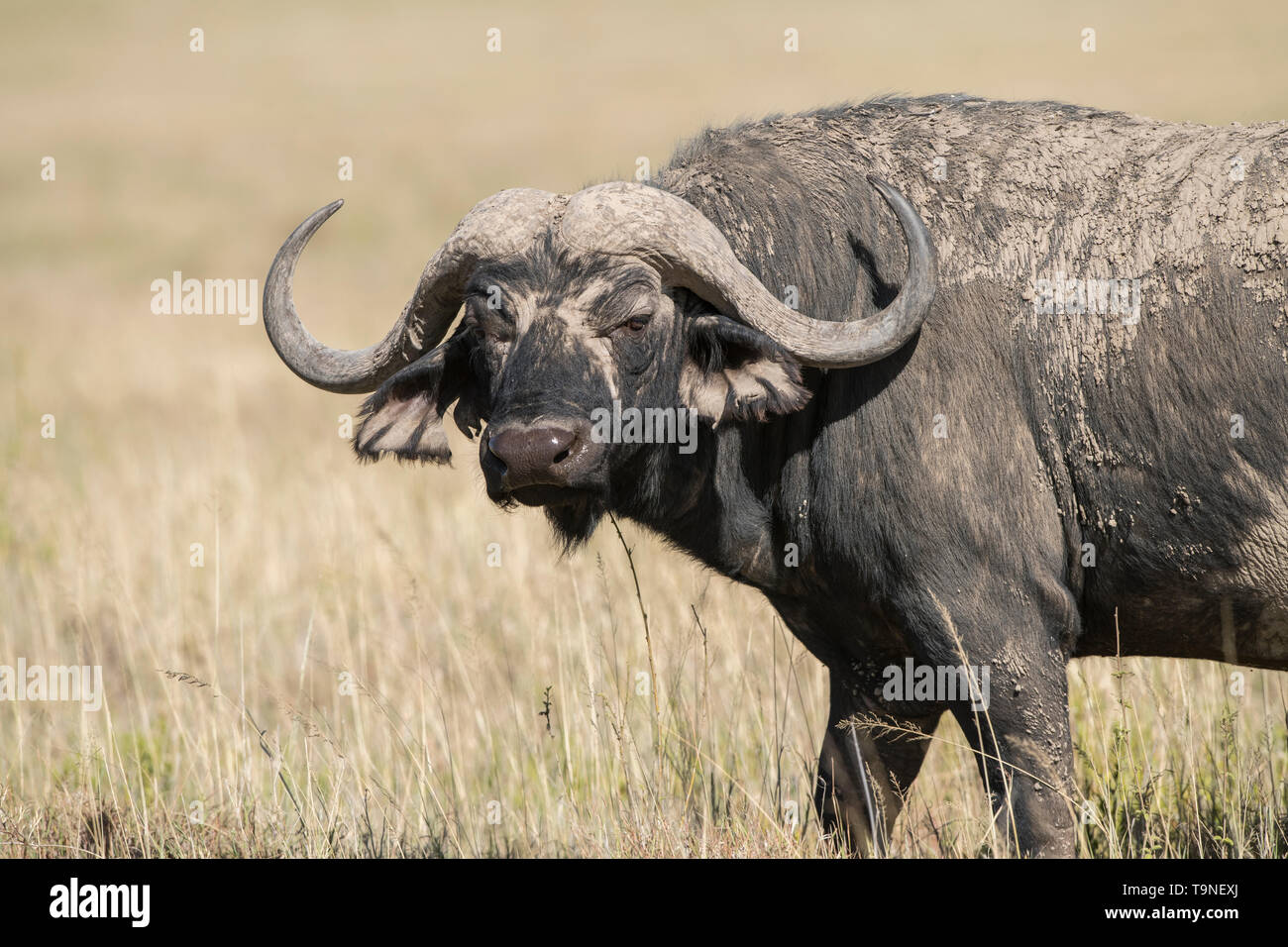 African buffalo male hi-res stock photography and images - Alamy