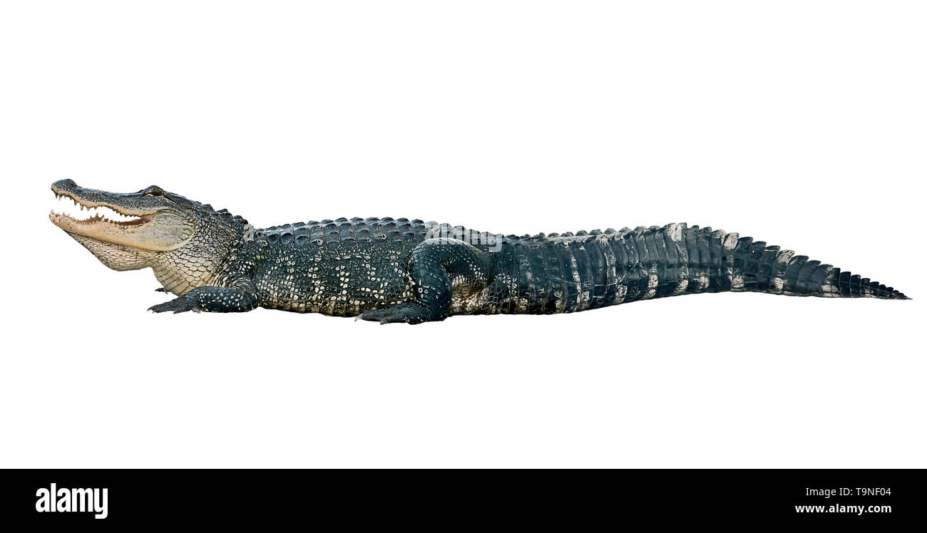 American alligator isolated on white background Stock Photo - Alamy