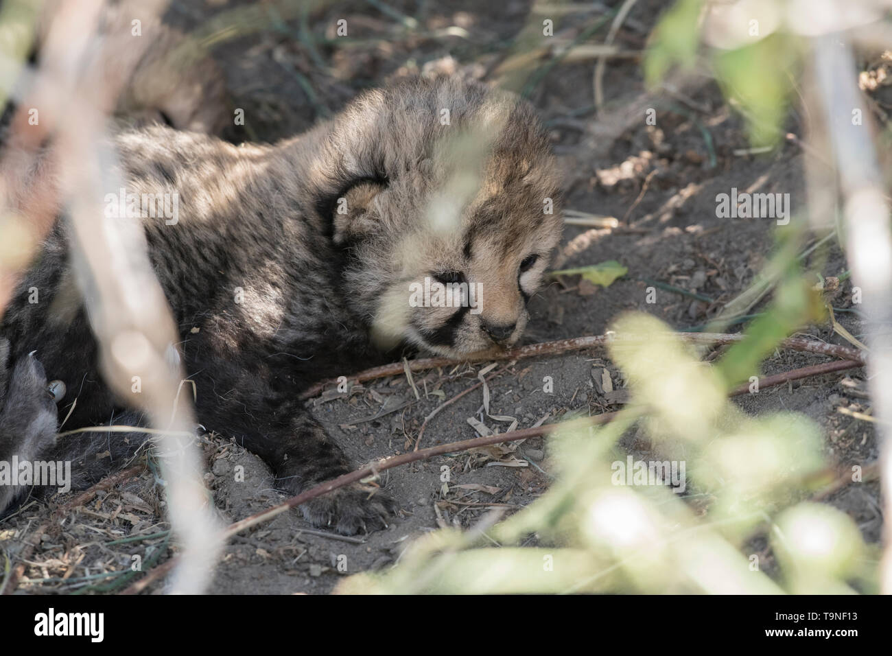 Week old cheetah cub under a bush, Ngorongoro Conservation Area, Tanzania Stock Photo - Alamy