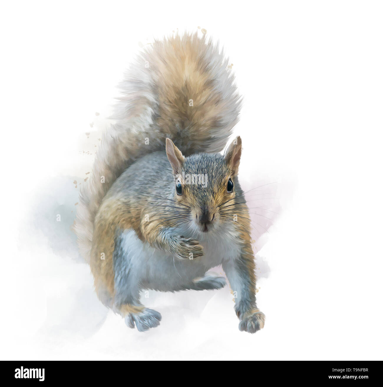 portrait of American gray squirrel on white background. watercolor ...