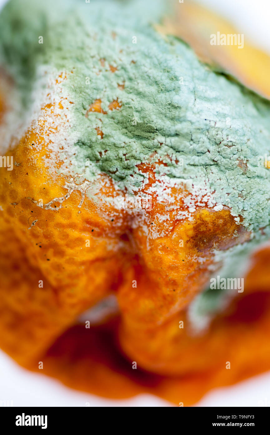 Rotten oranges hi-res stock photography and images - Alamy