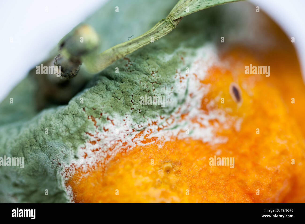 Rotten Oranges High Resolution Stock Photography and Images - Alamy