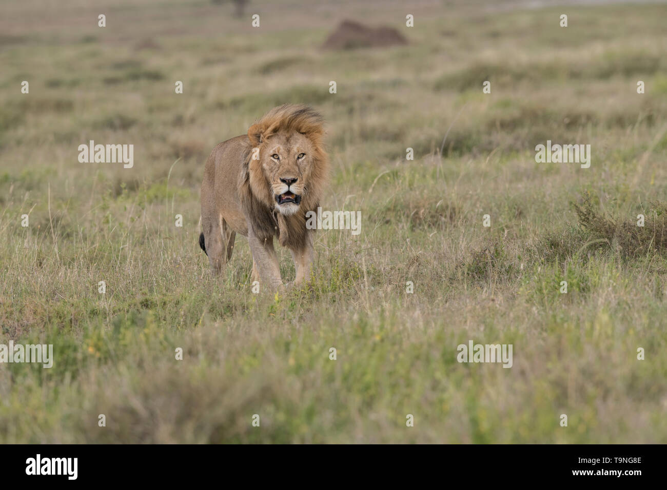Grassland plains hi-res stock photography and images - Alamy