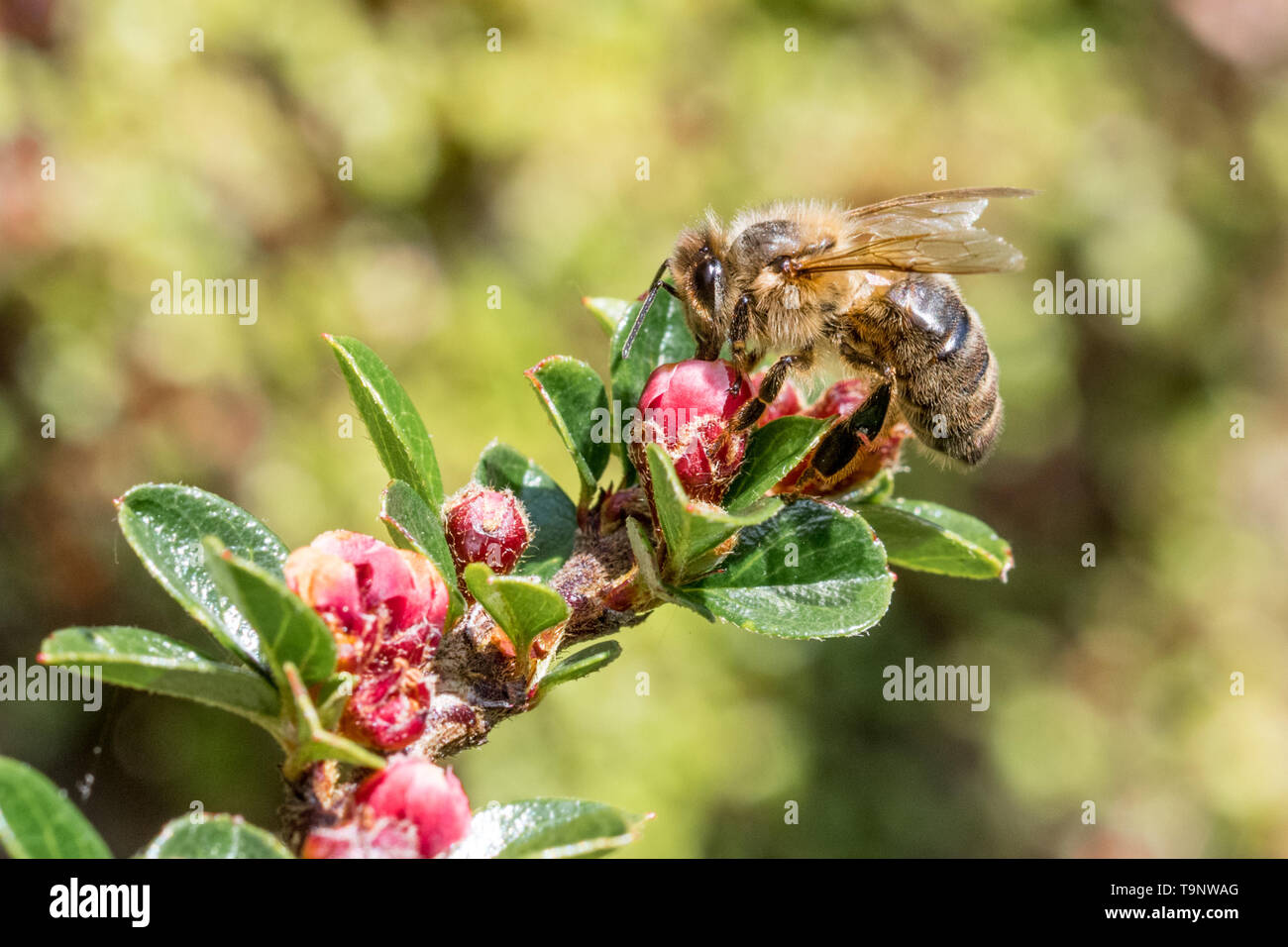 Mousehole, Cornwall, UK. 20th May 2019. Bees out in the sunshine on a ...