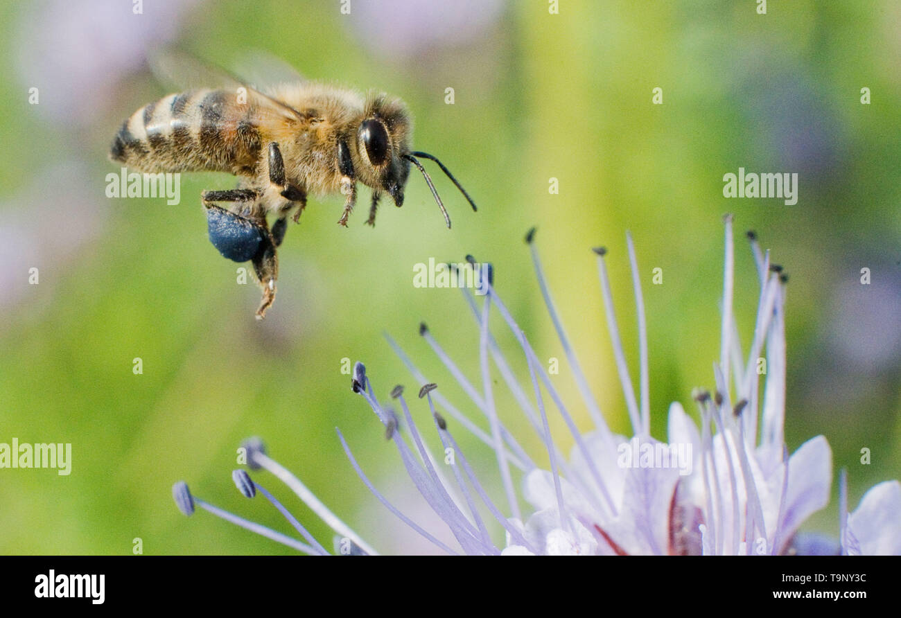 20 May 2019, Lower Saxony, Hemmingen: A bee floats on a flowering bee ...