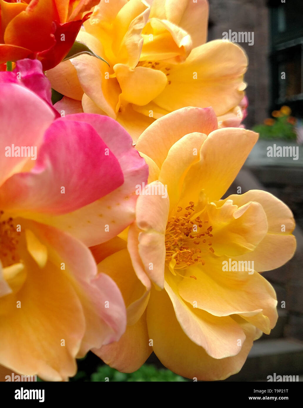 Hued hi-res stock photography and images - Alamy
