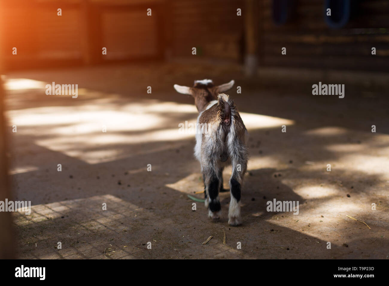 little goat view from the butts on the farm Stock Photo - Alamy
