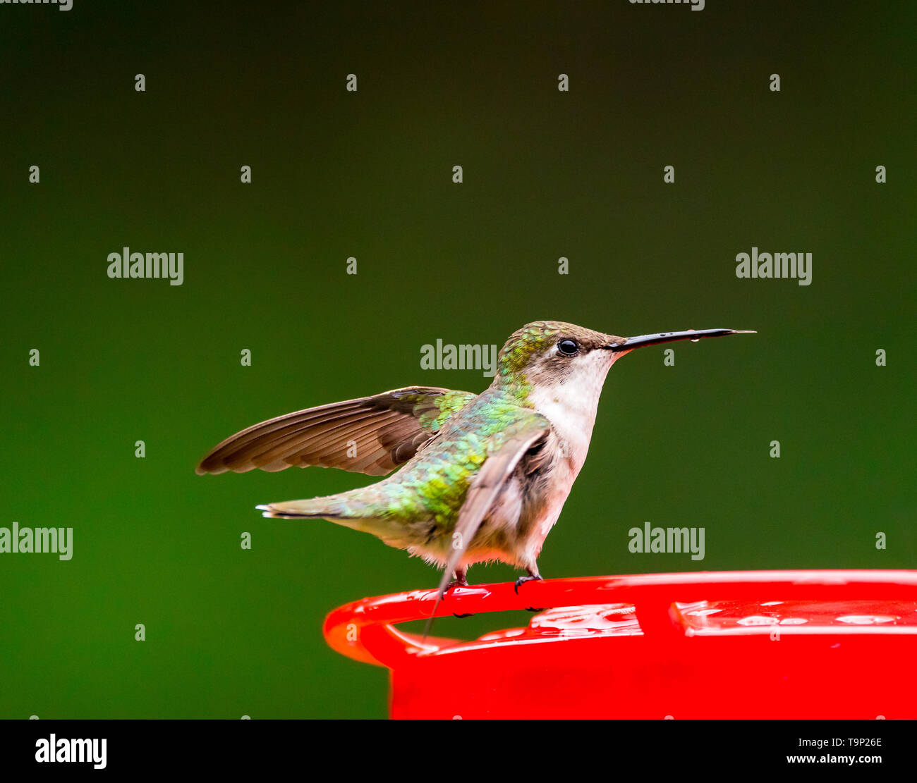 Drops of nectar on beak hi-res stock photography and images - Alamy
