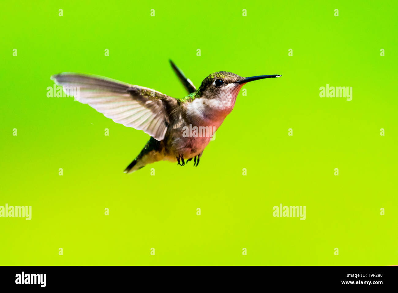 Closeup of a Female Ruby-Throated Hummingbird flying in front of a ...