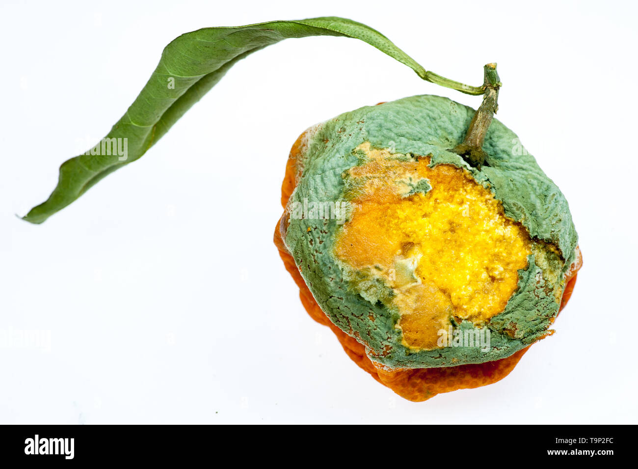 Rotten oranges hi-res stock photography and images - Alamy