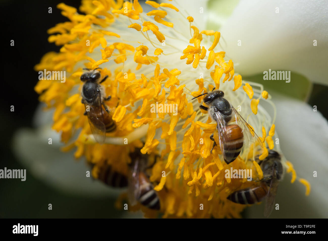 Scale with flowers hi-res stock photography and images - Alamy