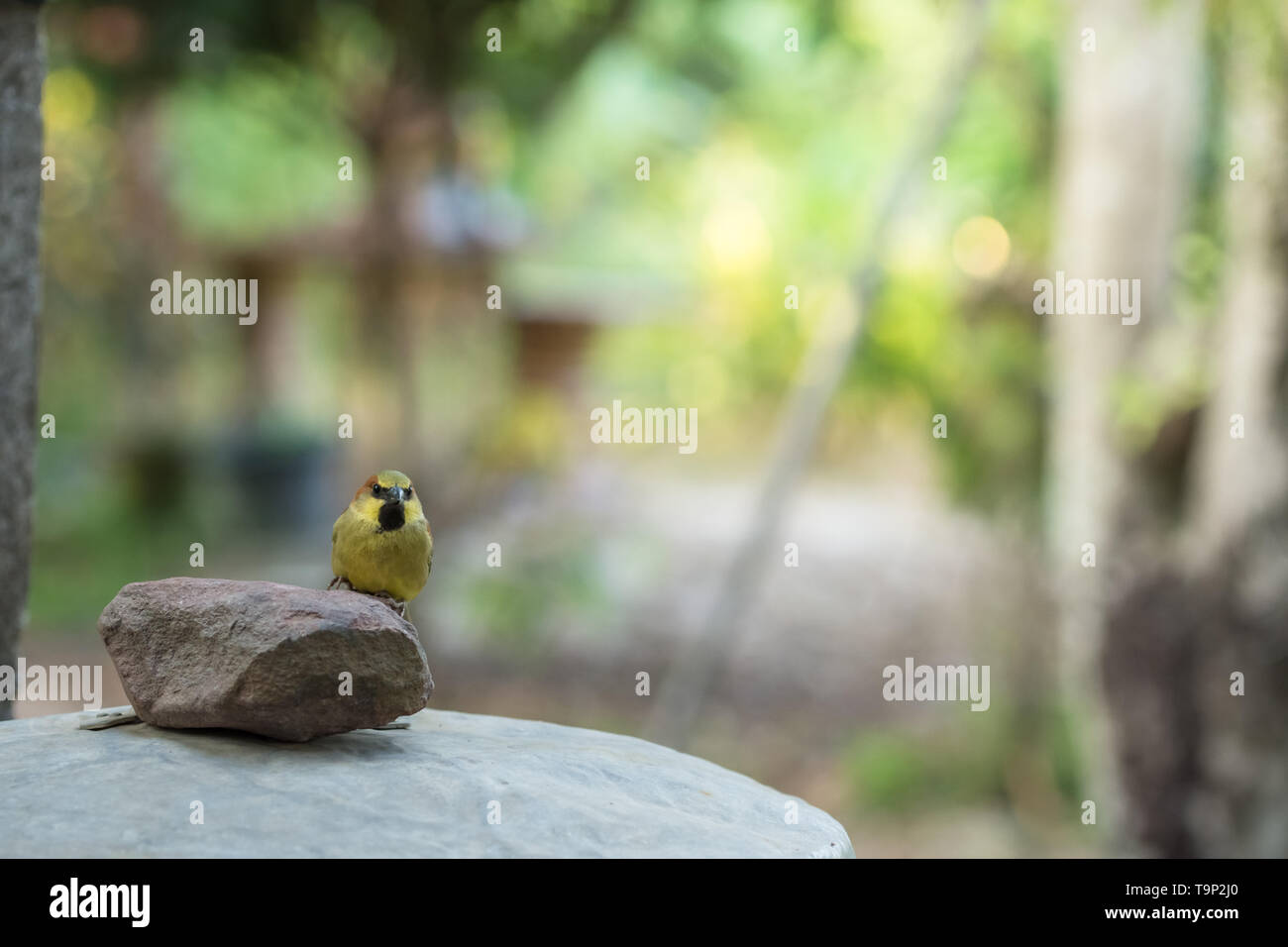 Birds are on rocks Stock Photo - Alamy
