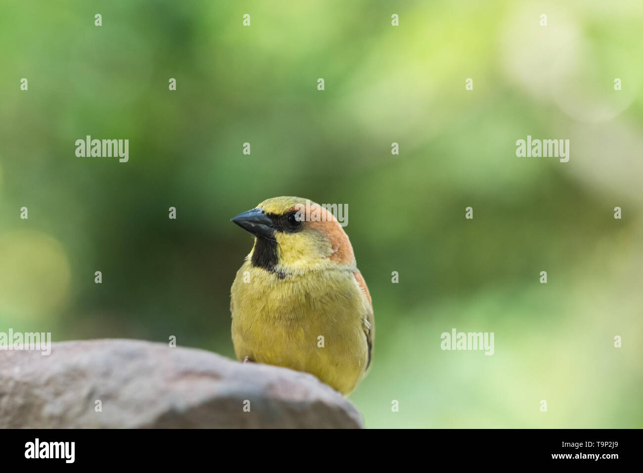 Birds are on rocks Stock Photo - Alamy