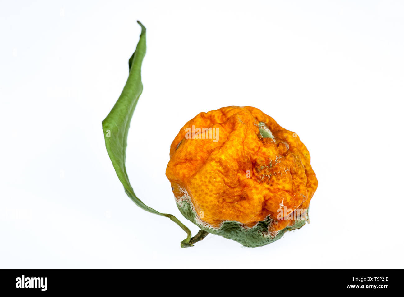 Rotten Oranges High Resolution Stock Photography and Images - Alamy