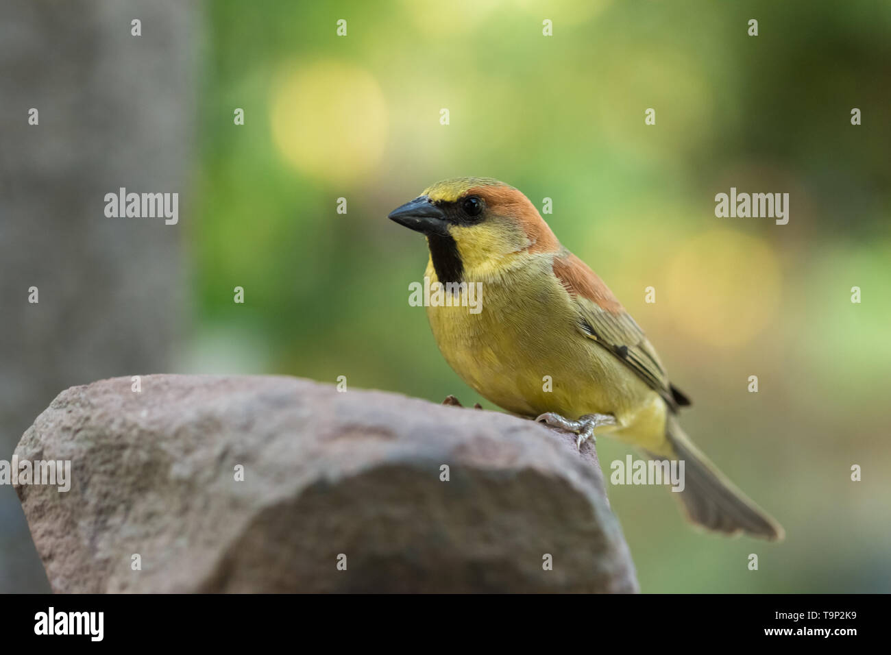 Birds are on rocks Stock Photo - Alamy